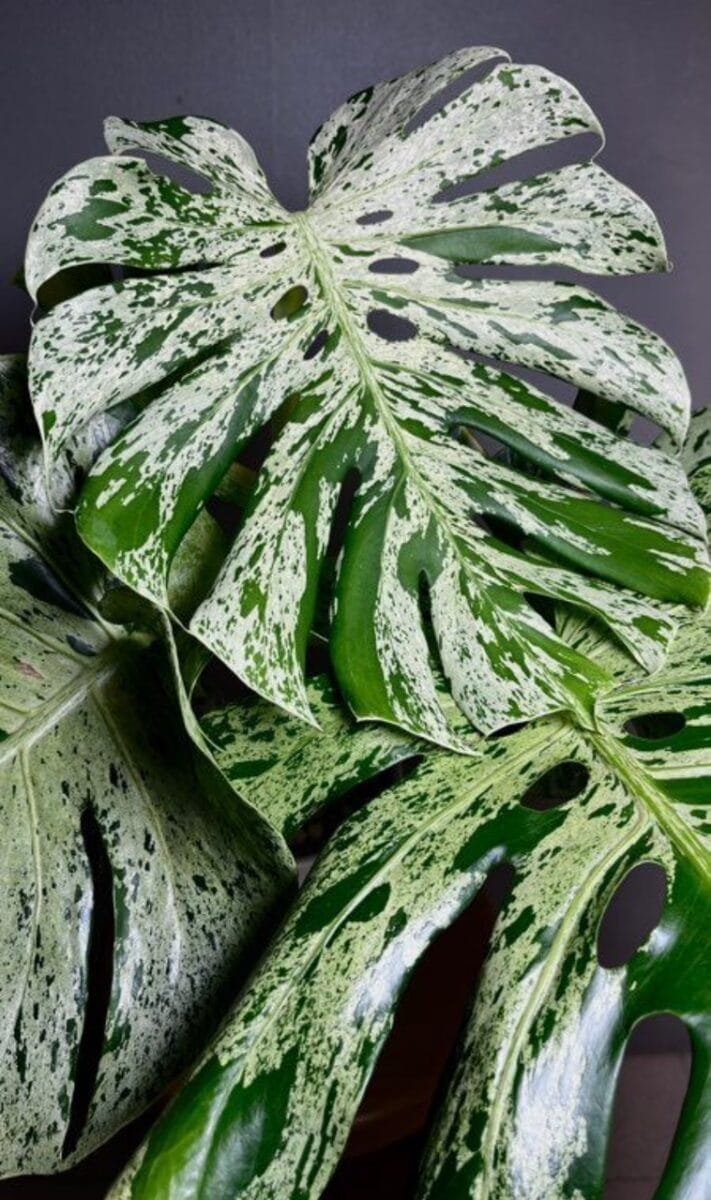 Monstera Deliciosa Bulbasaur - passionplants.fr